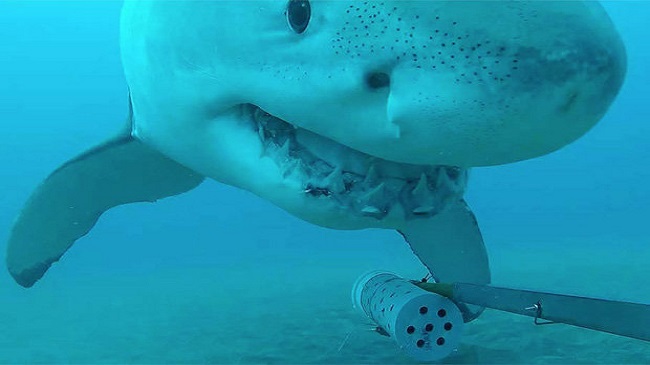 cá mập trắng cắn camera