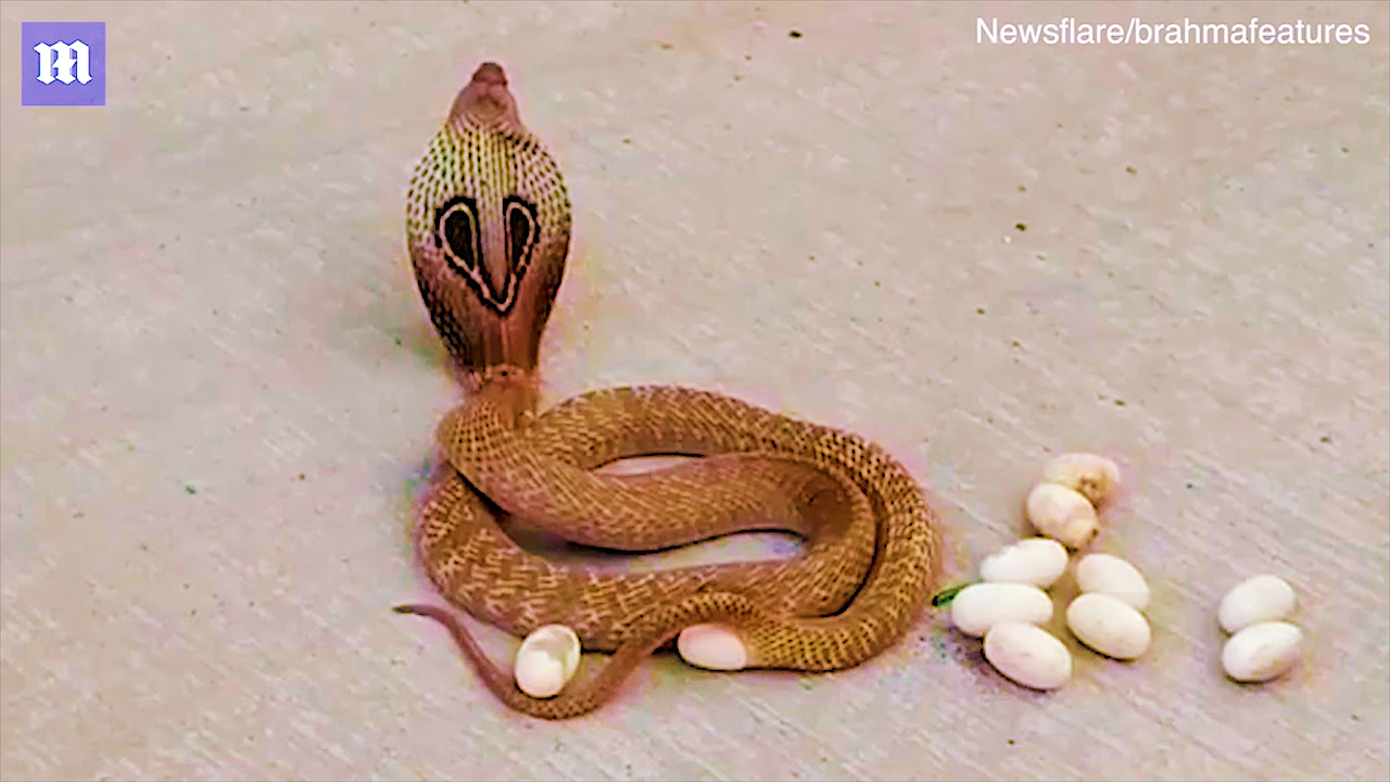 Rùng mình xem rắn hổ mang đẻ hơn chục quả trứng giữa đường