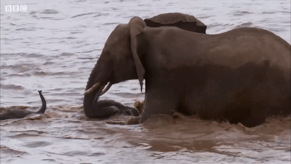 Voi mẹ bất lực nhìn đàn con bị dòng nước cuốn trôi