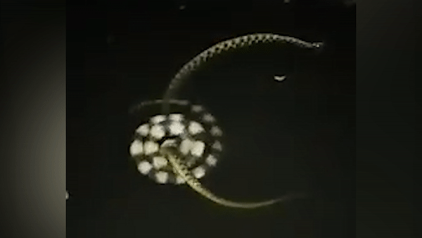 Xem 'Vũ điệu tử thần' của rắn cạp nia hạ gục rắn nước trong chớp mắt