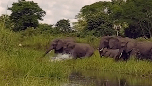 Bị cá sấu cắn suýt đứt vòi, voi con 'gào thét' vì đau đớn